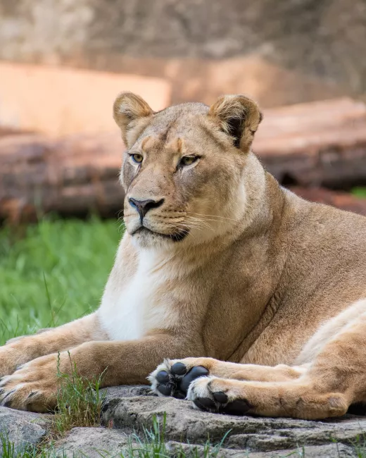 African Lion | North Carolina Zoo