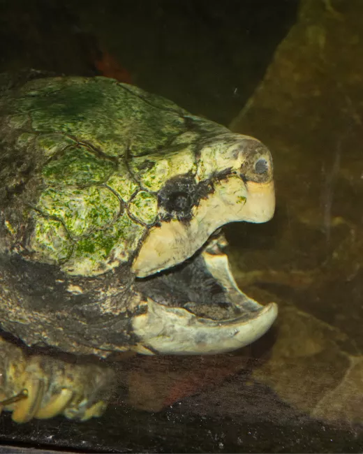 Alligator Snapping Turtle | North Carolina Zoo