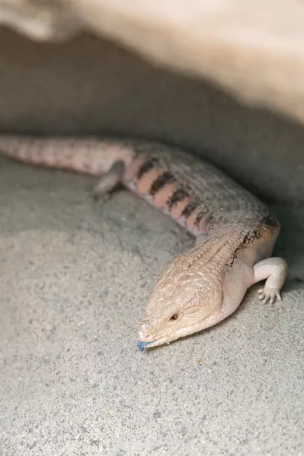 Blue-tongued Skink | North Carolina Zoo