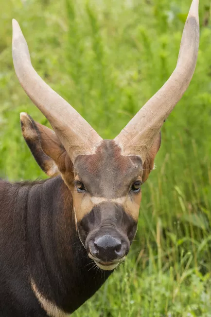 Bongo | North Carolina Zoo