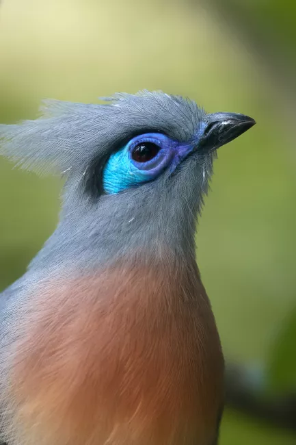 Crested Coua | North Carolina Zoo