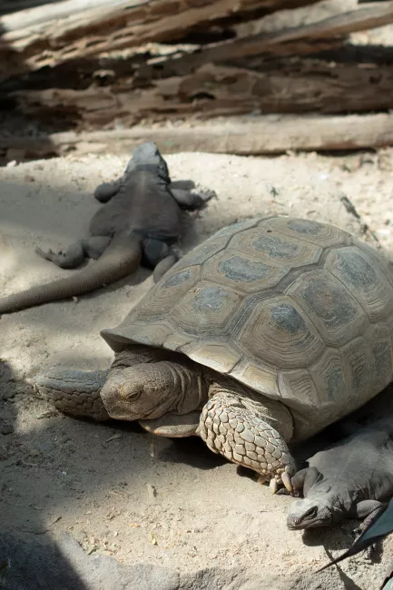 Desert Tortoise | North Carolina Zoo