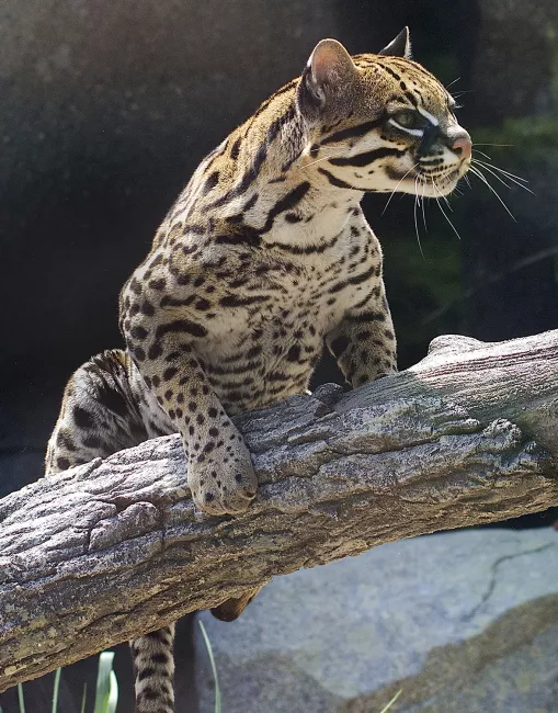 Ocelot | North Carolina Zoo