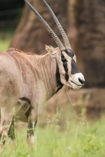 Fringe-eared Oryx | North Carolina Zoo