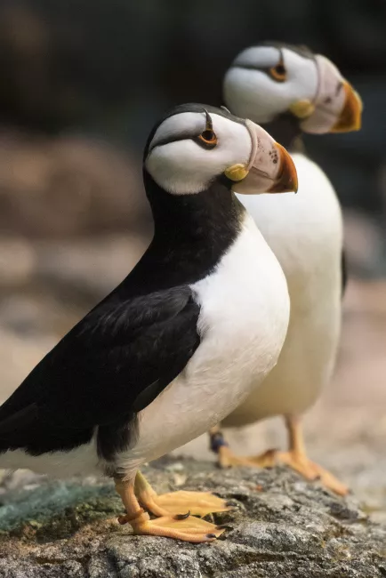 Horned Puffin | North Carolina Zoo