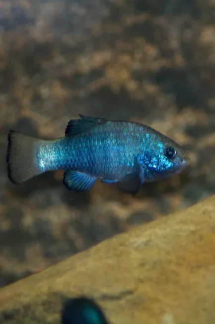 Desert Pupfish | North Carolina Zoo