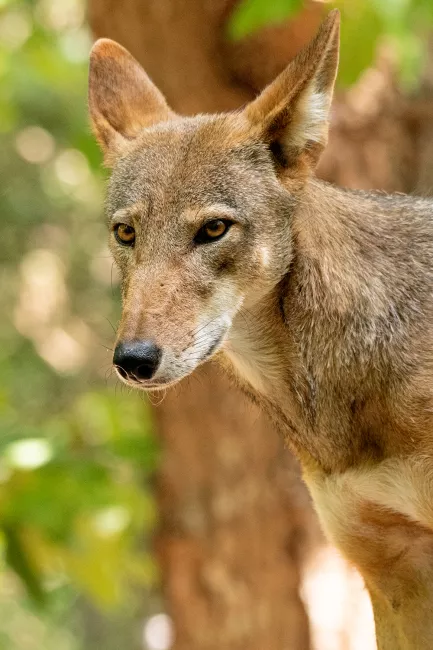 Red Wolf | North Carolina Zoo