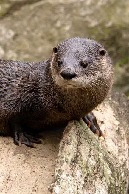North American River Otter | North Carolina Zoo