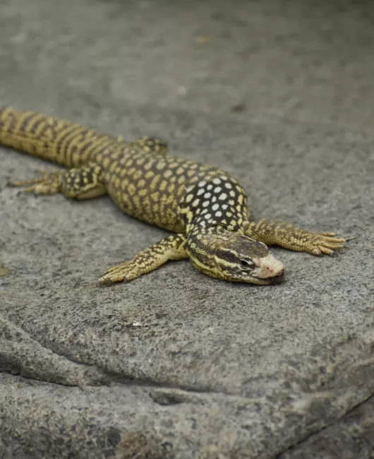 Spiny-tailed Monitor | North Carolina Zoo