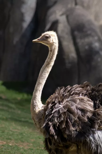 Ostrich | North Carolina Zoo