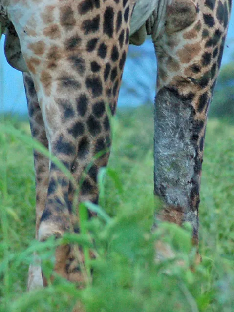 Seeing Spots in Tanzania: A Story of Giraffe Conservation | North ...