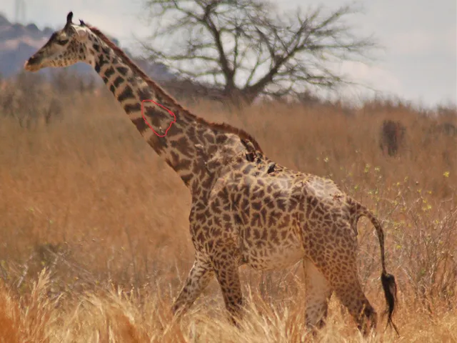 Seeing Spots in Tanzania: What’s the Point of Spots for Giraffe ...