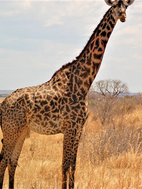 Seeing Spots in Tanzania: What’s the Point of Spots for Giraffe ...