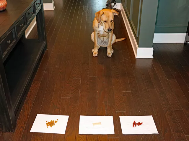 Arts & More | North Carolina Zoo