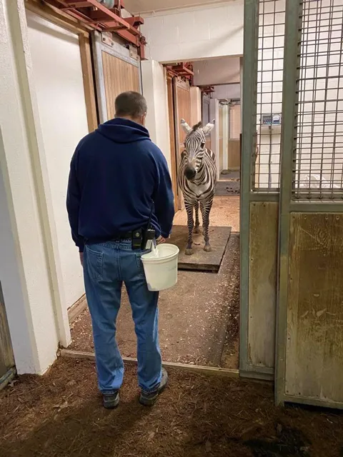 Zebra Scale Training | North Carolina Zoo