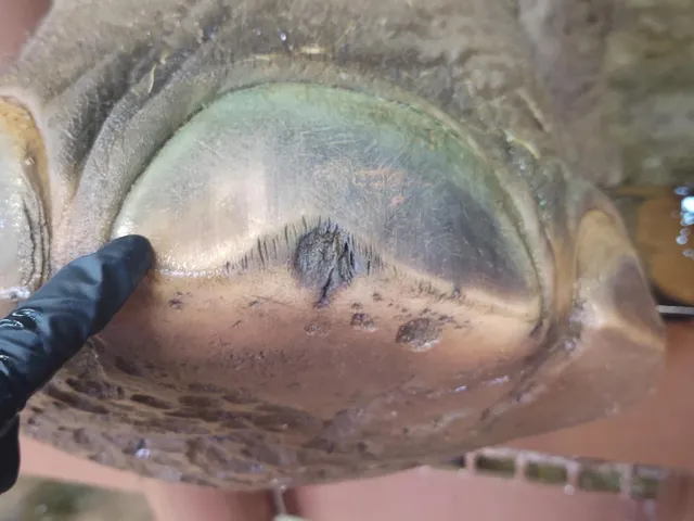 Elephant-Sized Pedicure | North Carolina Zoo