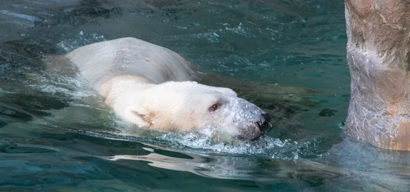 Arts & More | North Carolina Zoo