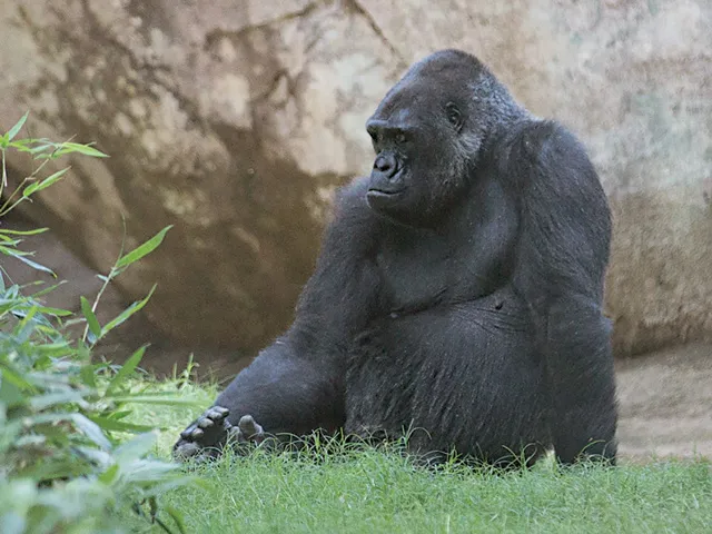 8 Fun Facts about Mosuba the Silverback Gorilla | North Carolina Zoo