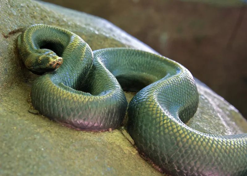 Ball Python | North Carolina Zoo