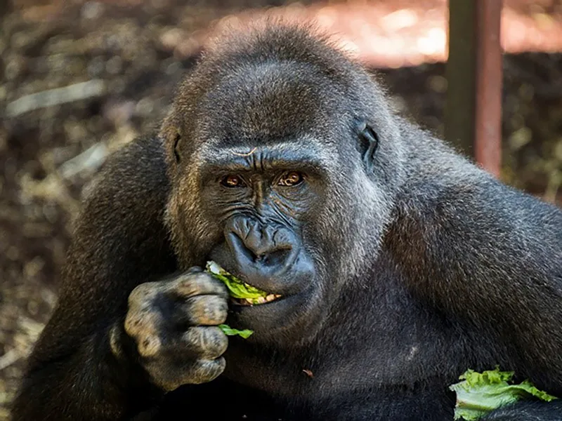 8 Fun Facts about Mosuba the Silverback Gorilla | North Carolina Zoo