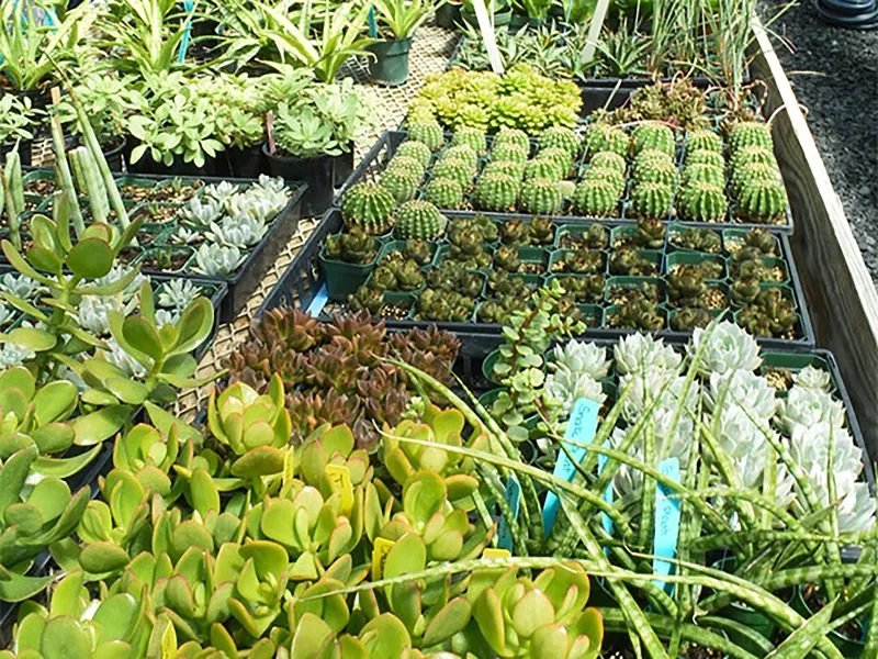 Fall Plant Sale | North Carolina Zoo