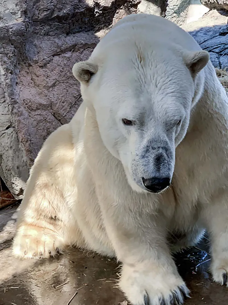 Polar Bear Payton’s First Year at the North Carolina Zoo | North ...