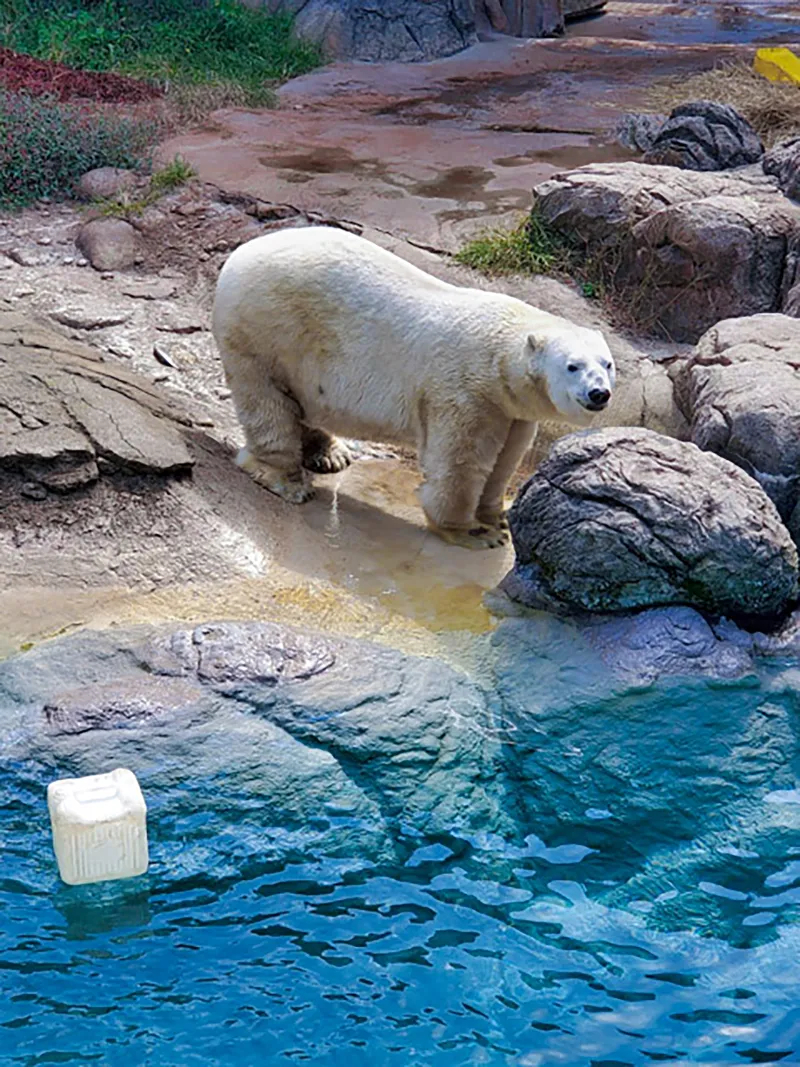 Polar Bear Payton’s First Year at the North Carolina Zoo | North ...