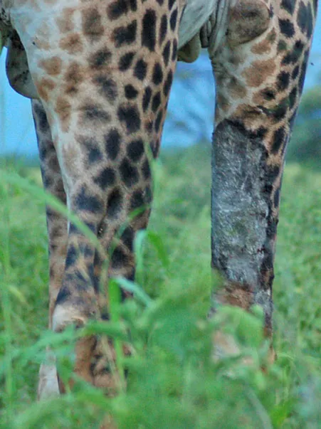 Seeing Spots in Tanzania: A Story of Giraffe Conservation | North ...
